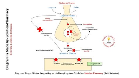 Cholinergic Receptors Muscarinic And Nicotinic Receptors Cholinergic Receptor Nicotinic