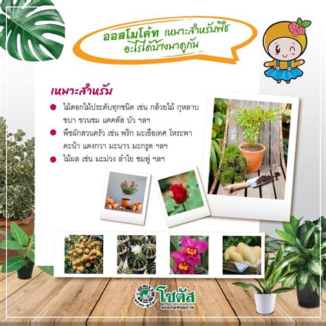 ปุ๋ย ออสโมโค้ท ขนาด 1 กิโลกรัม ถุงซิป ของแท้ 100 บำรุงต้น 13 13 13 เร่ง