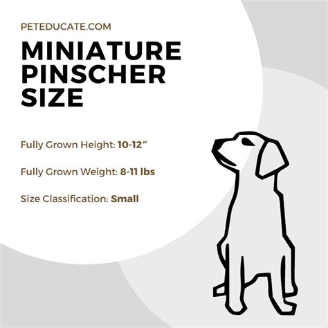 Miniature Pinscher Size