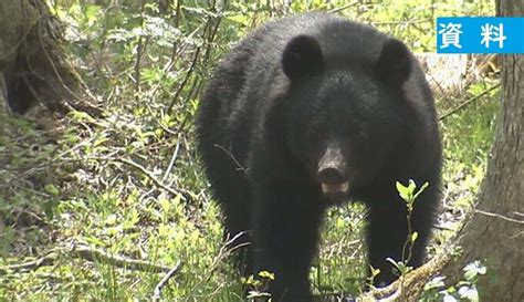 クマ出没「どこが危ない」が一目でわかるアプリ「けものおと」住民の目撃情報を蓄積して場所や写真を共有「危険エリア」に近づくとアラートも