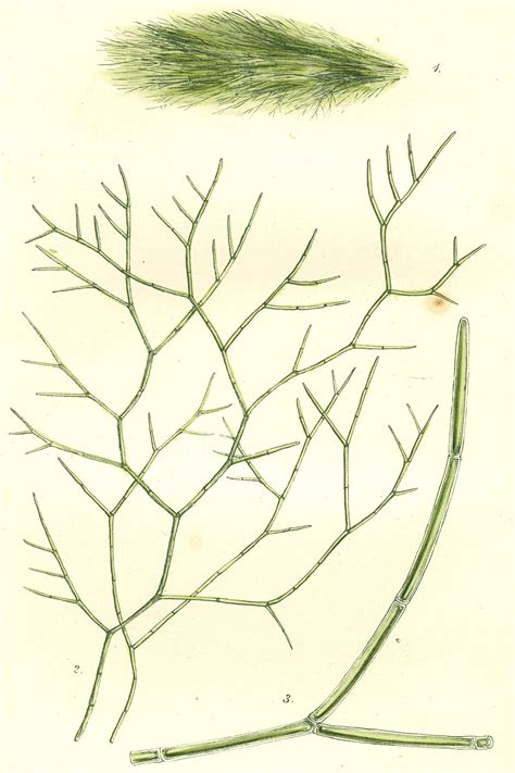 Cladophora Microscope Labelled