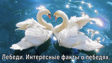 Лебеди. Интересные факты о лебедях. - YouTube