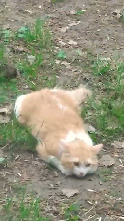 кота сбила машина 😢😭 - YouTube