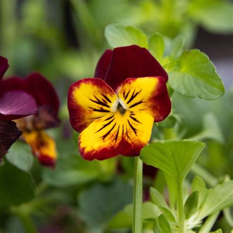 Viola Trailing Red Flair