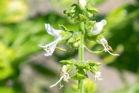 Bosiljak Ocimum Basilicum