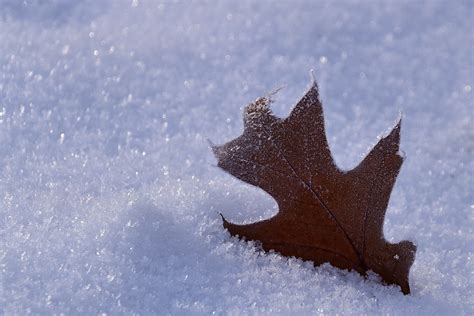 Snow Leaf Winter Free Photo On Pixabay Pixabay