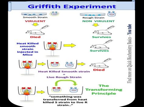 Transforming Principle Ppt