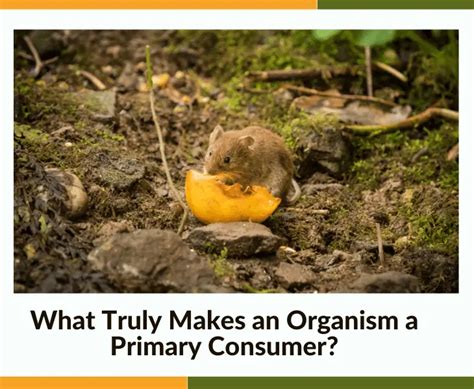 Is A Mouse A Primary Consumer Or Not Top Facts