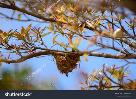 Empty Birds Nest Hangs On Tree Stock Photo Shutterstock