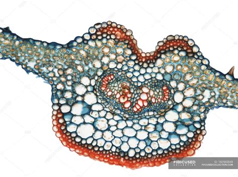 Transverse Section Through The Midrib Of A Fern Leaf — Light Micrograph