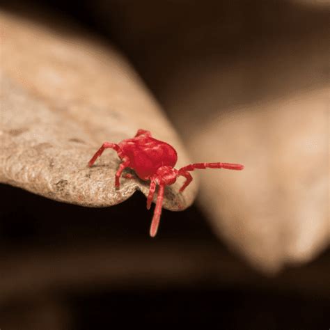 Clover Mite Infestation Comprehensive Guide For St Louis Homeowners