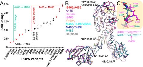 Pbp5 Clinical Resistance Variants A Bocillin Fl Binding Analysis Download Scientific Diagram