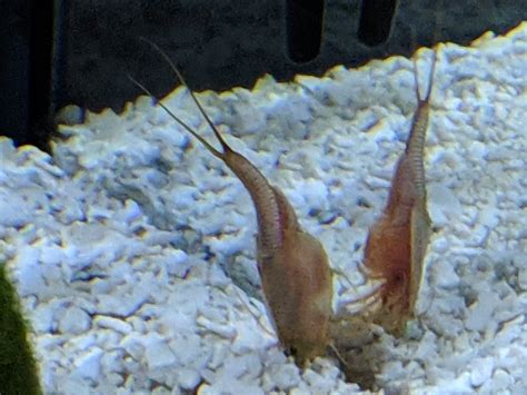 Does Anyone Know If This Is A Male Triop Rtriops