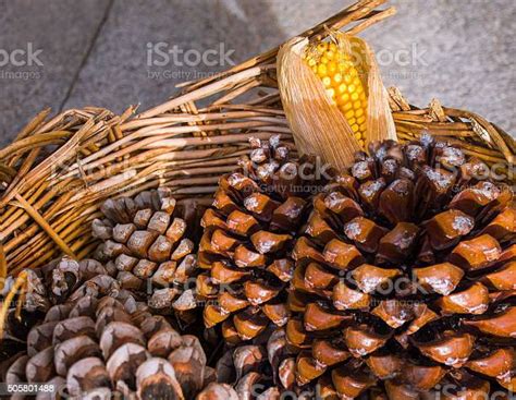 바스킷에 파인에서 안전구역 표시 콘 0명에 대한 스톡 사진 및 기타 이미지 0명 가을 갈색 Istock