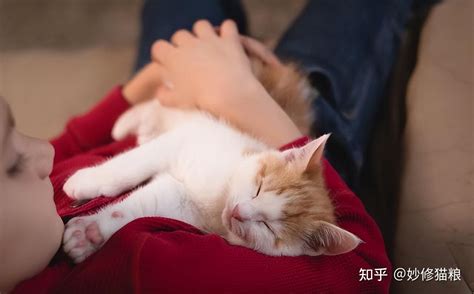 猫咪睡在床头和床尾的区别，你家猫爱睡在哪儿？ 知乎