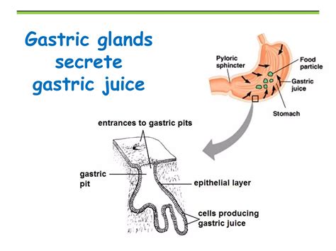 Digestion Ppt