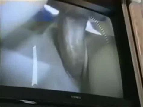 Hermaphrodite Pornography Vids 19 11 1989 Pornography 48