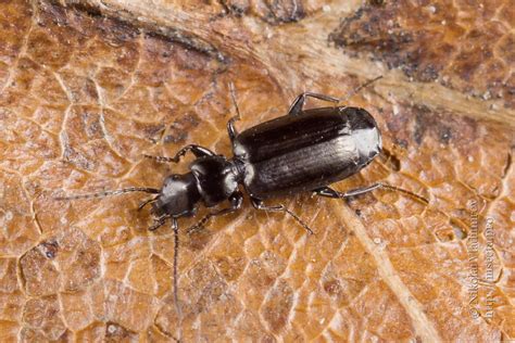 Microlestes Minutulus