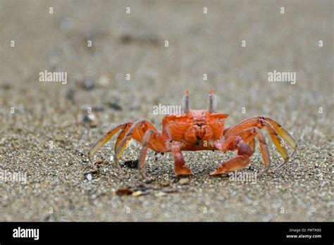Red Crabs Or Ghost Crab Ocypode Sp Isla De La Plata Is A Small