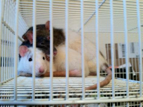 Rat Pile Rats