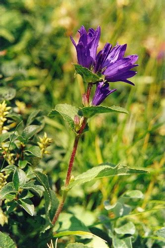 Campanula Glomerata Subsp Hispida — Edible Plant Edible Plant Database