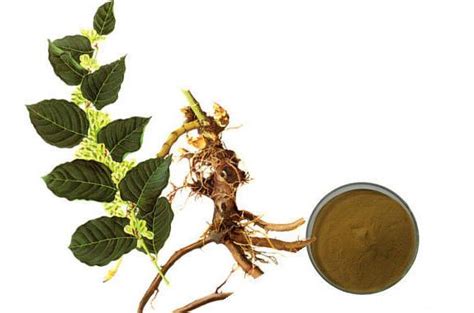 The Benifits Of Polygonum Cuspidatum Root Powder Knowledge Xian