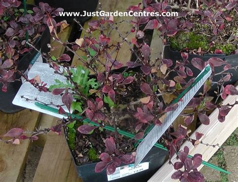 Dobbies Garden Centre Gailey