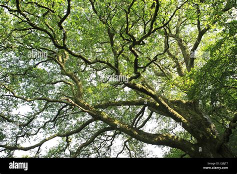 Beautiful Spreading Crown Of A Tree Stock Photo Alamy