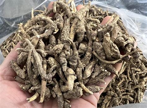 西藏小当归多少钱一斤