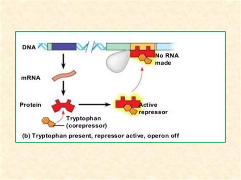 Gene Expression In Prokaryotes Pptx