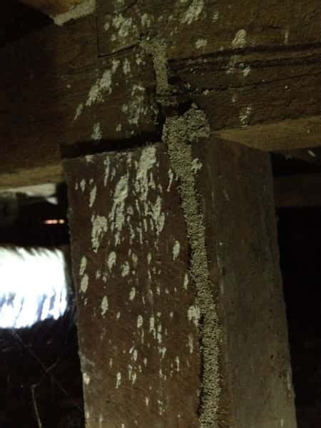 Brick Homes Dont Attract Termites Do They Noahs Ark Pest Control