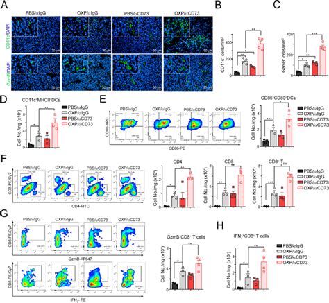 Blockade Of Cd73 Enhanced Dc Infiltration For Anti Tumor Immunity When