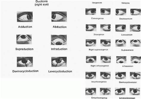 Extraocular Eye Movement Test