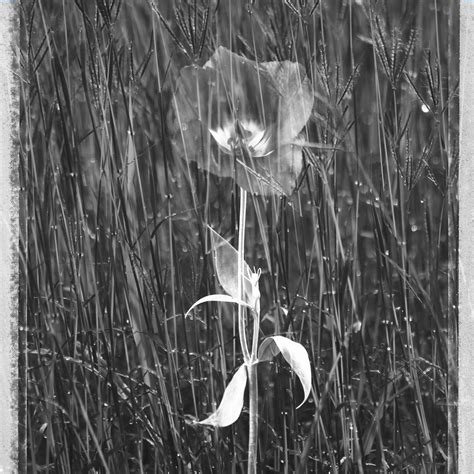 Concept Of Flower Behance