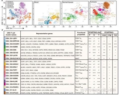 细胞注释，t 细胞的marker基因 知乎