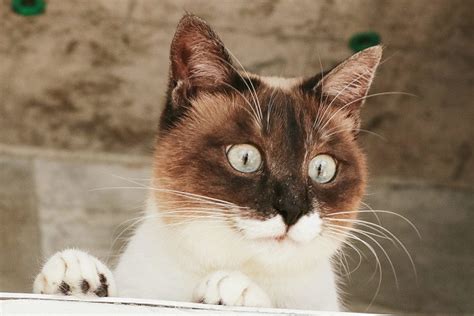 ねこいねっと