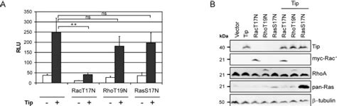 Influence Of Dominant Negative Gtpases On Srf Activation Jurkat T