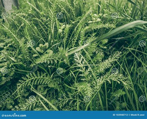 Fresco Verde Fotografia Stock Immagine Di Pianta Erba 103948712