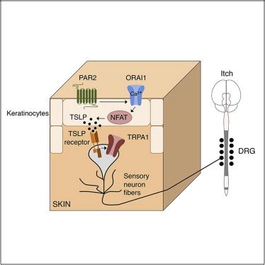 The Epithelial Cell Derived Atopic Dermatitis Cytokine TSLP Activates