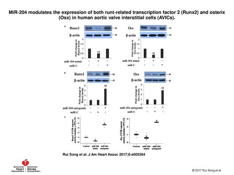 Altered Microrna Expression Is Responsible For The Pro‐osteogenic