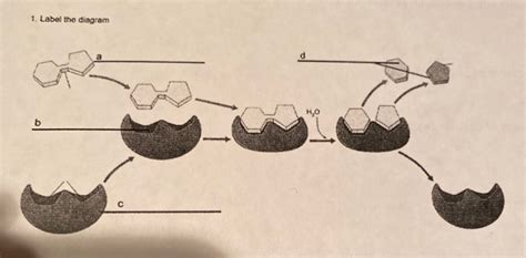 Solved 1 Label The Diagram Chegg Com