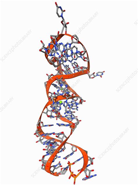 Rna Stem Loop Motif Molecular Model Stock Image F006 9544