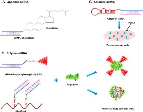 Schematic Diagrams Of SiRNA Conjugate System A Cholesterol SiRNA