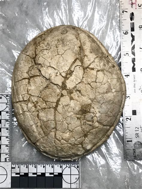 id fossil turtle shell fossil id the fossil forum