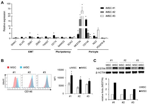 Molecular Characterization Of IMSCs In Comparison With Primary MSCs