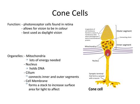 Ppt Cone Cells Powerpoint Presentation Free Download Id 2829053