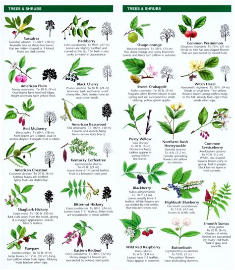 Ohio Trees Wildflowers A Folding Pocket Guide To Familiar Plants NHBS Field Guides