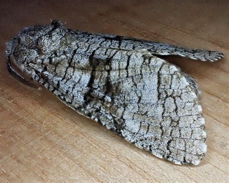 Acossus Populi Aspen Carpenterworm Moth 10000 Things Of The