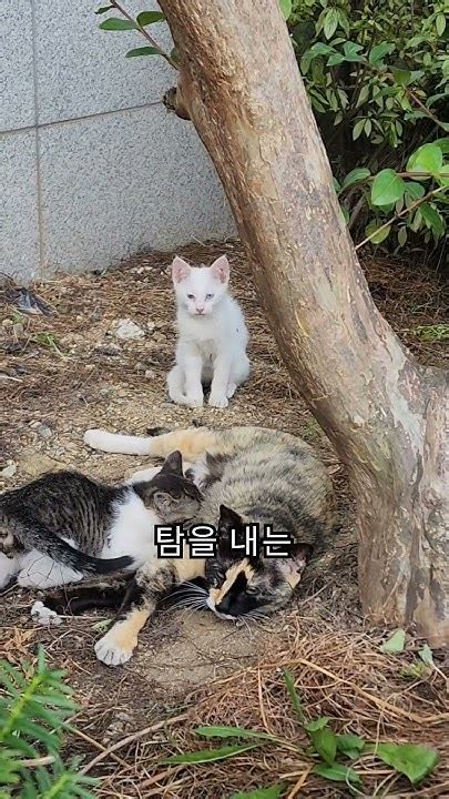 새끼를 키우고있는 어미 고양이인줄 몰랐지 Youtube
