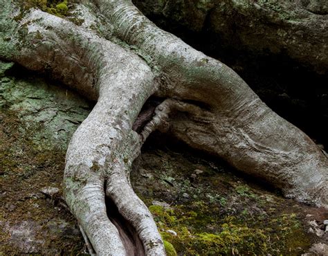 Tree Root Study On Behance